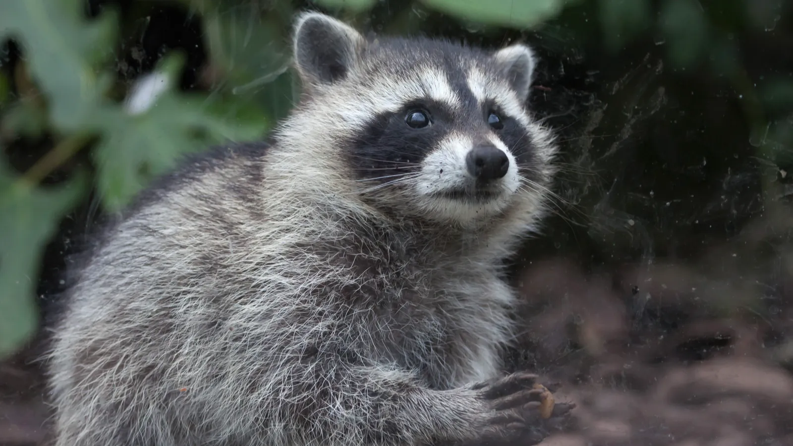 Animals you’re likely to spot while exploring U.S. nature
