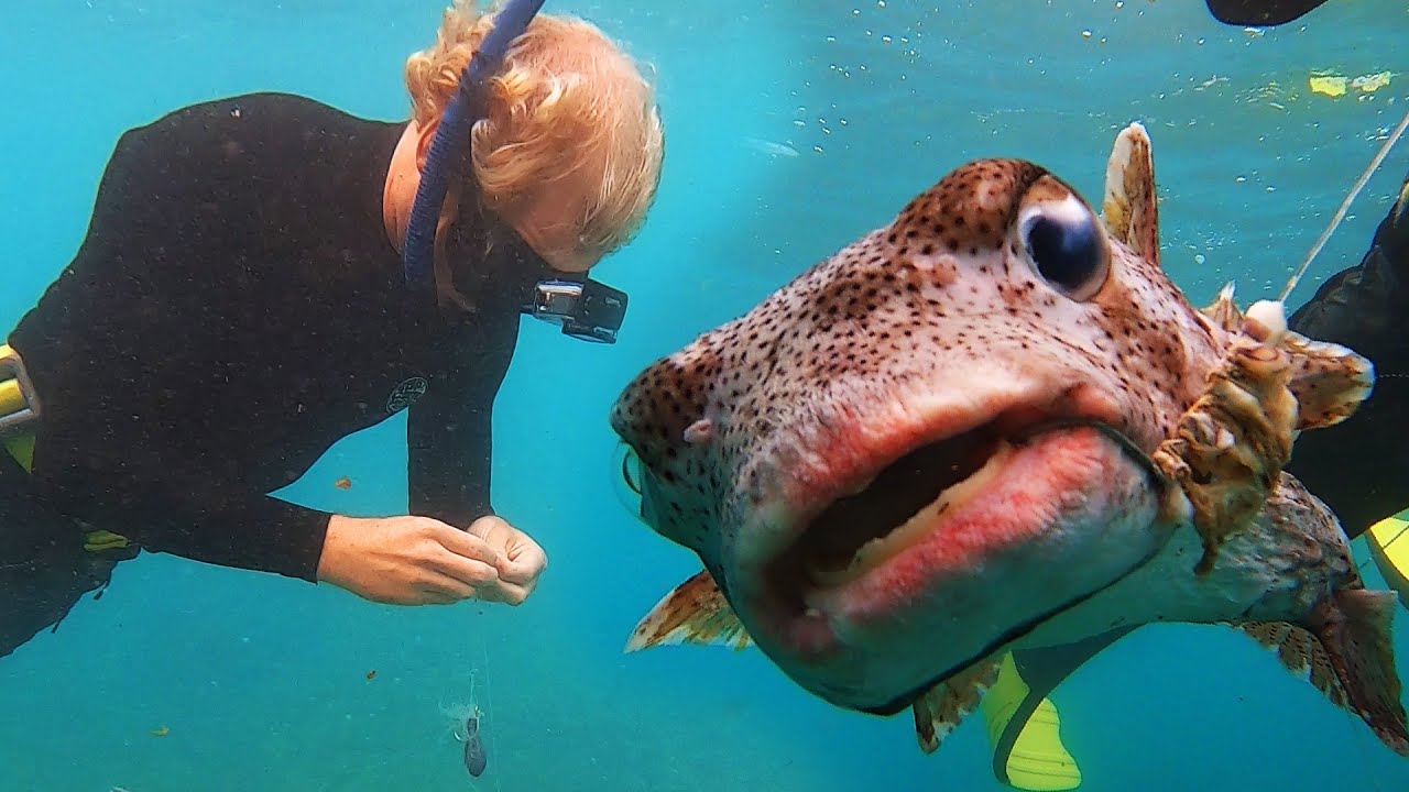 Puffer Fish In Trouble Approaches Diver For Help