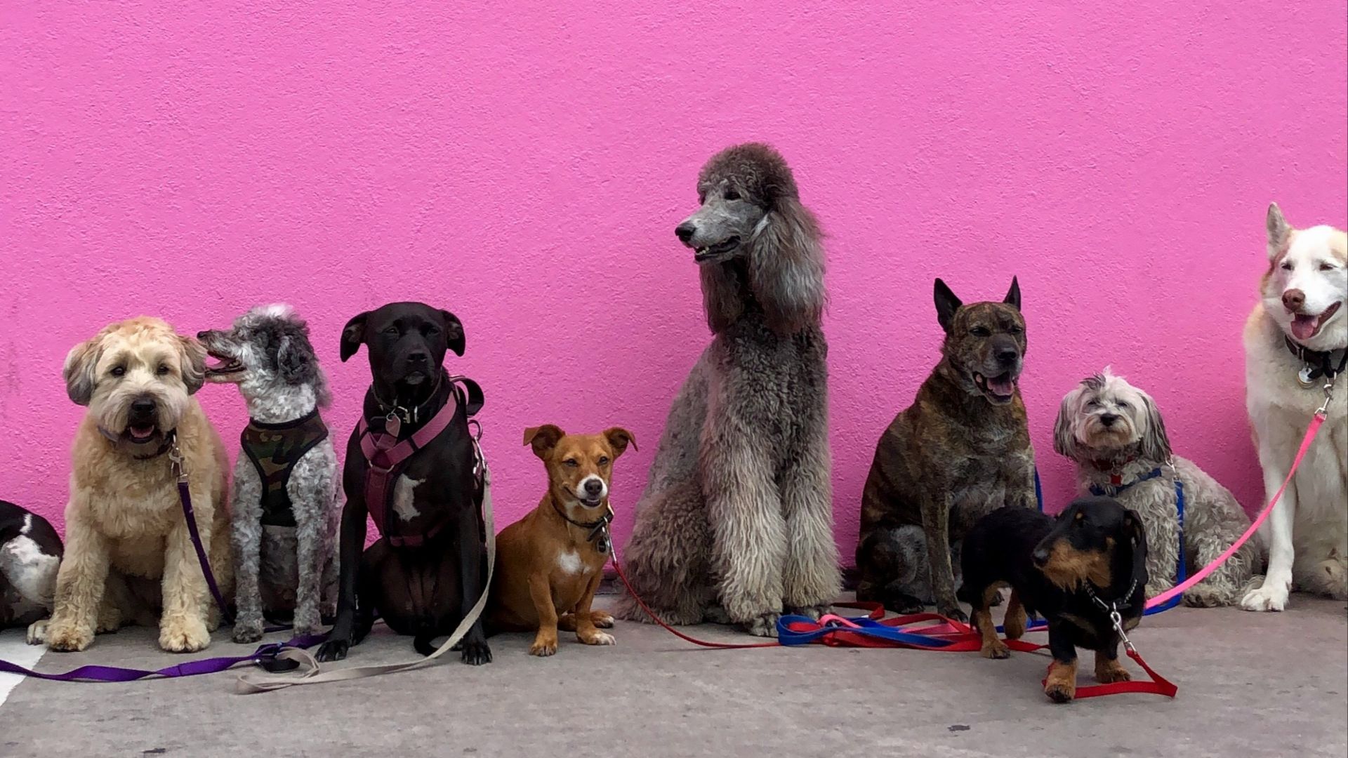 The History Of Your Favorite Dog Breeds