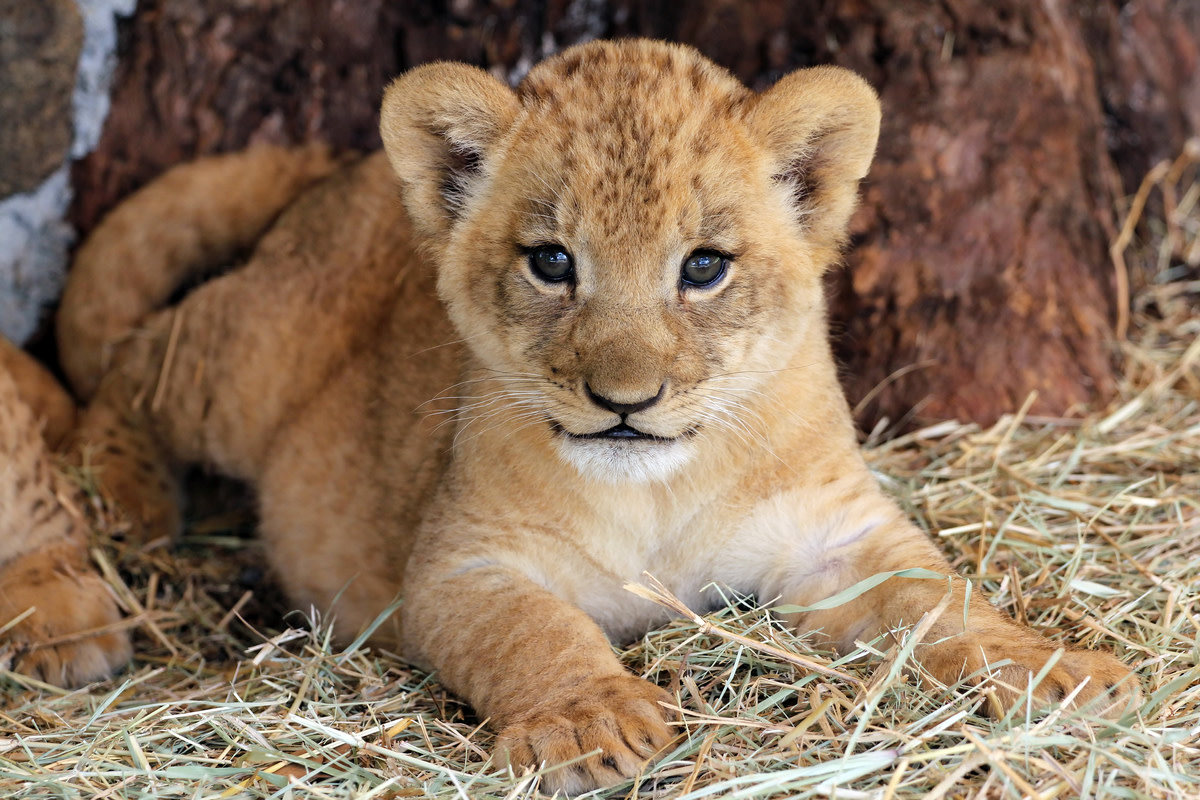 Baby Lion Cub Working on His Tiny Roar Is Like a Real-Life Simba