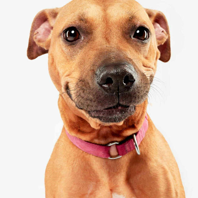 After 661 Days In Shelter, Dog Turns Back To Give Special Shelter ...