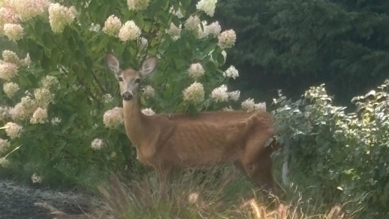 Chronic wasting disease detected in Allegan County deer