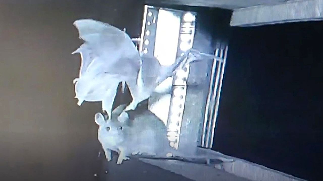 Scientists warn of new pandemic risk after rats filmed eating bats in ...
