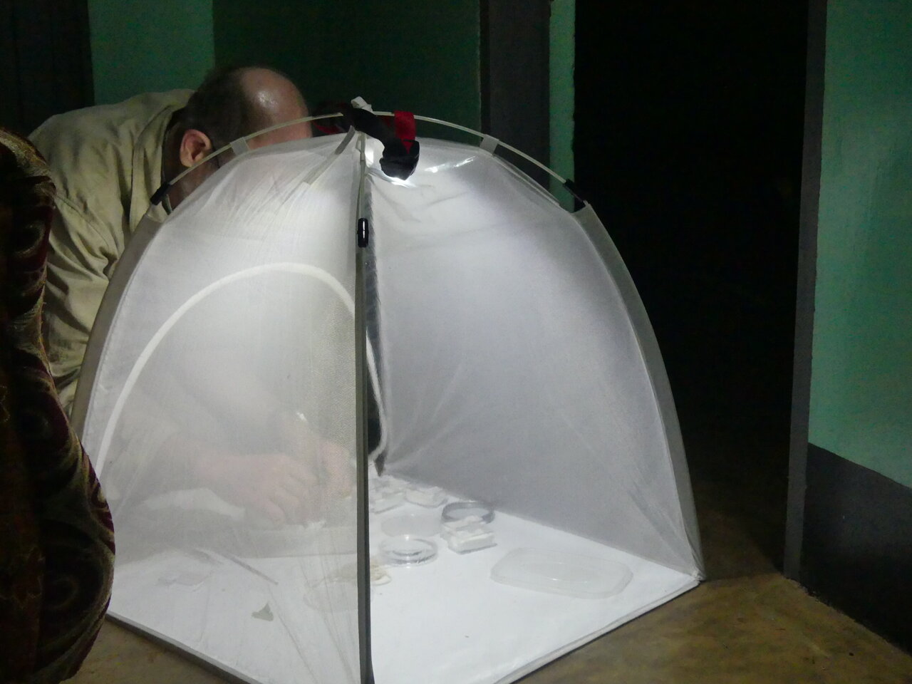 New frog-like insects leap into the science books