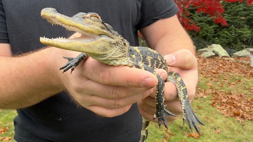 Tiny alligator spotted on video in Boston's Charles River has been ...