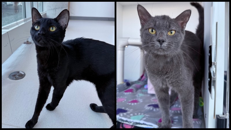 ‘First batch’ of cats from Central Falls hoarding investigation up for ...