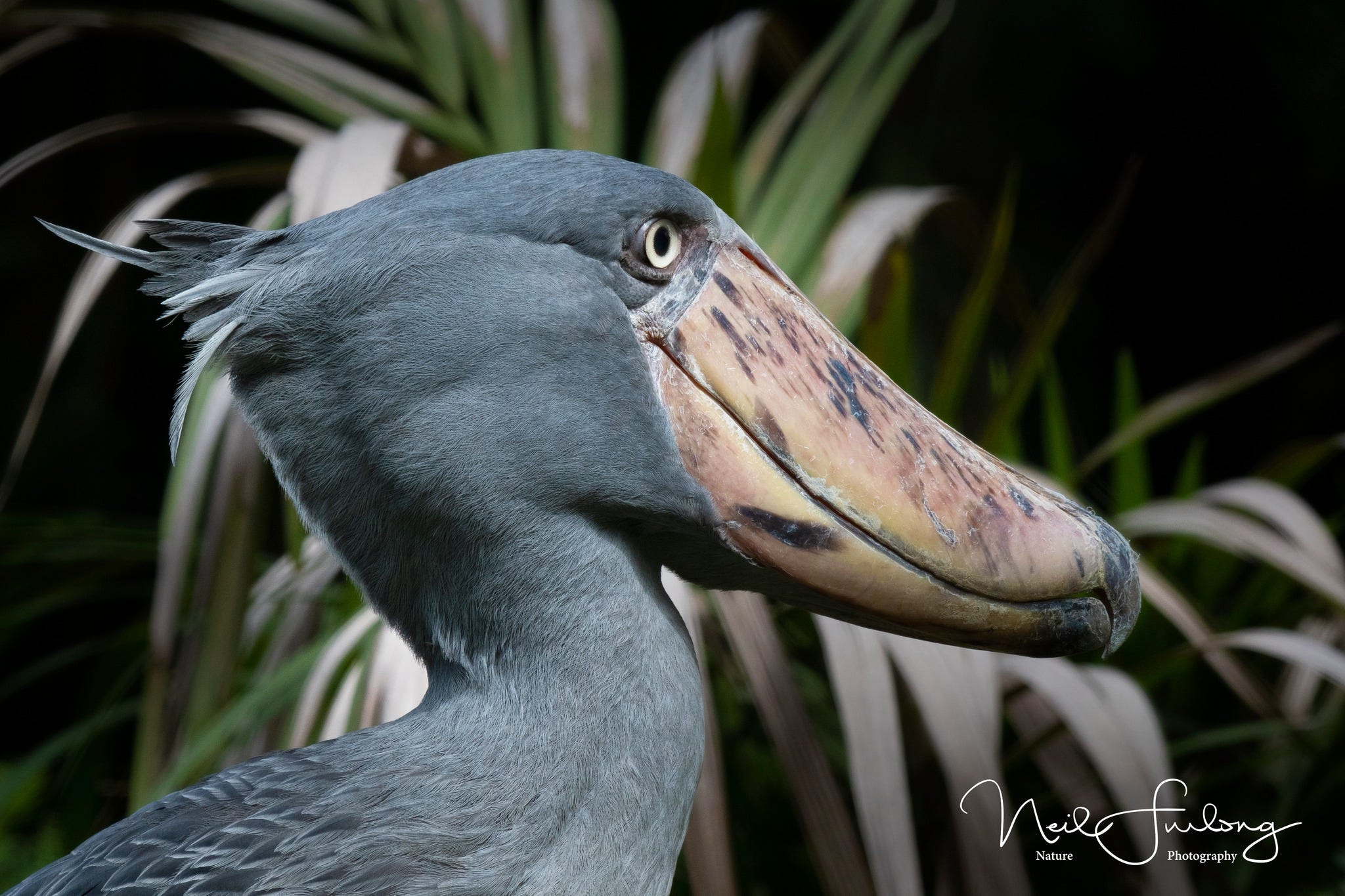 See the shoebill and other birds with unusual beaks and bills