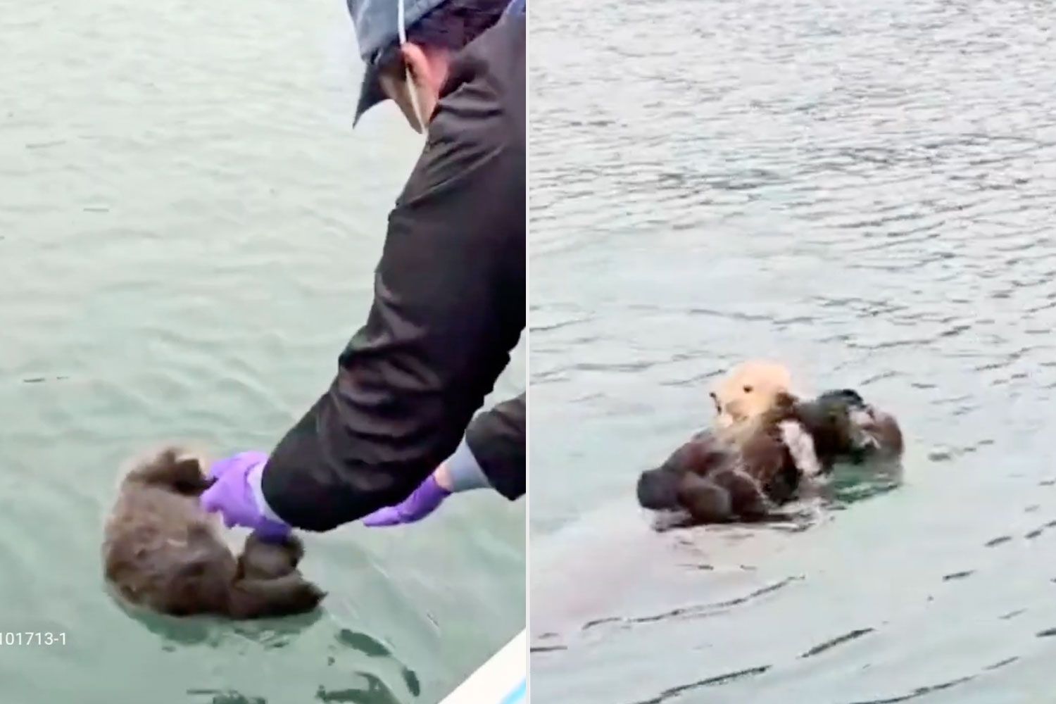 Animal Rescue Captures Heartwarming Moment an Otter Mom Reunites with ...