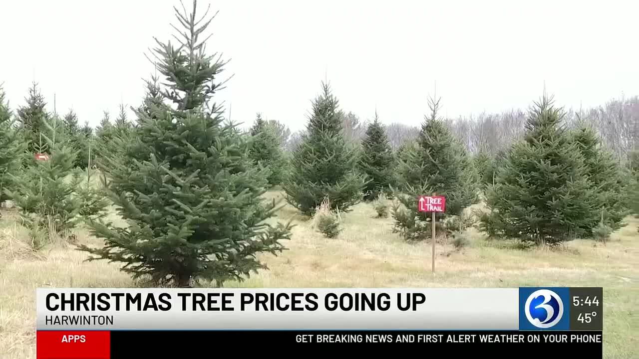 Christmas tree prices expected to rise at Connecticut farms this season