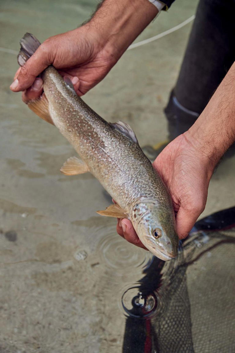 17 Premium Fish Varieties Justifying Their Price Tag