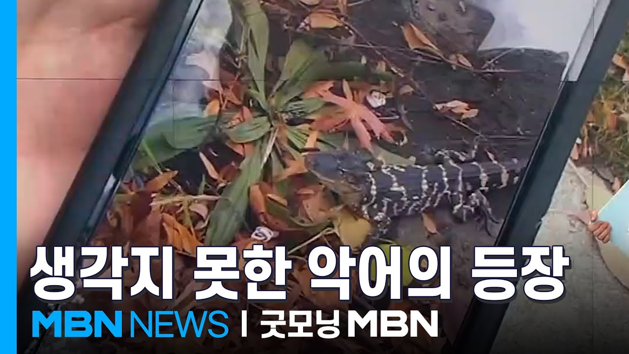 [굿모닝월드] 아무도 믿지 않은 악어의 등장 [굿모닝 MBN]