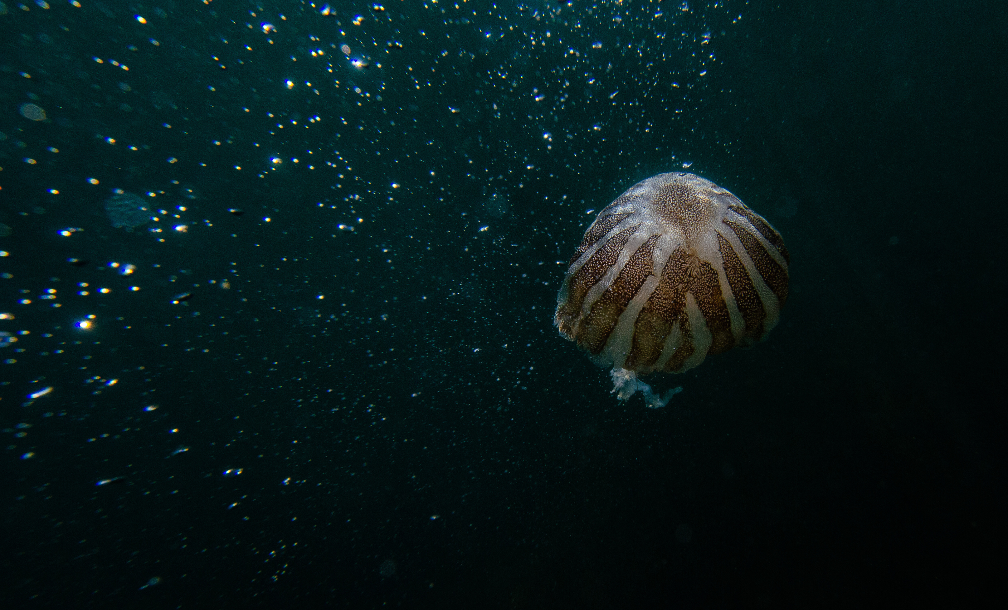 Marine Researchers Uncover Surprising Life Forms in the Ocean’s Deepest ...