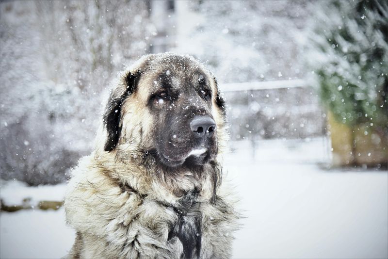 These 10 Dog Breeds Can Be More Dangerous Than Wild Wolves