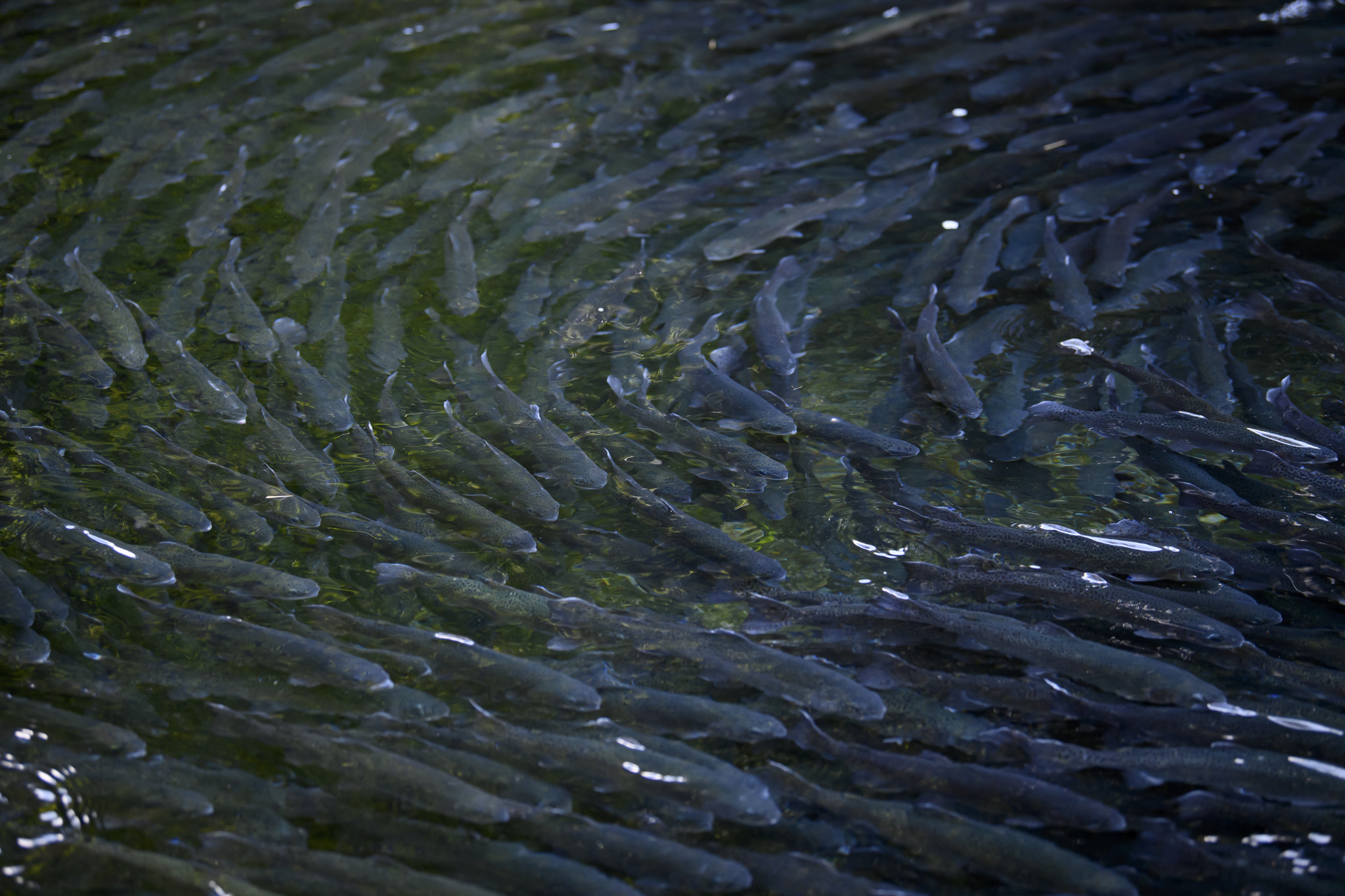 Fischzucht Blausee muss 200’000 Regenbogenforellen töten