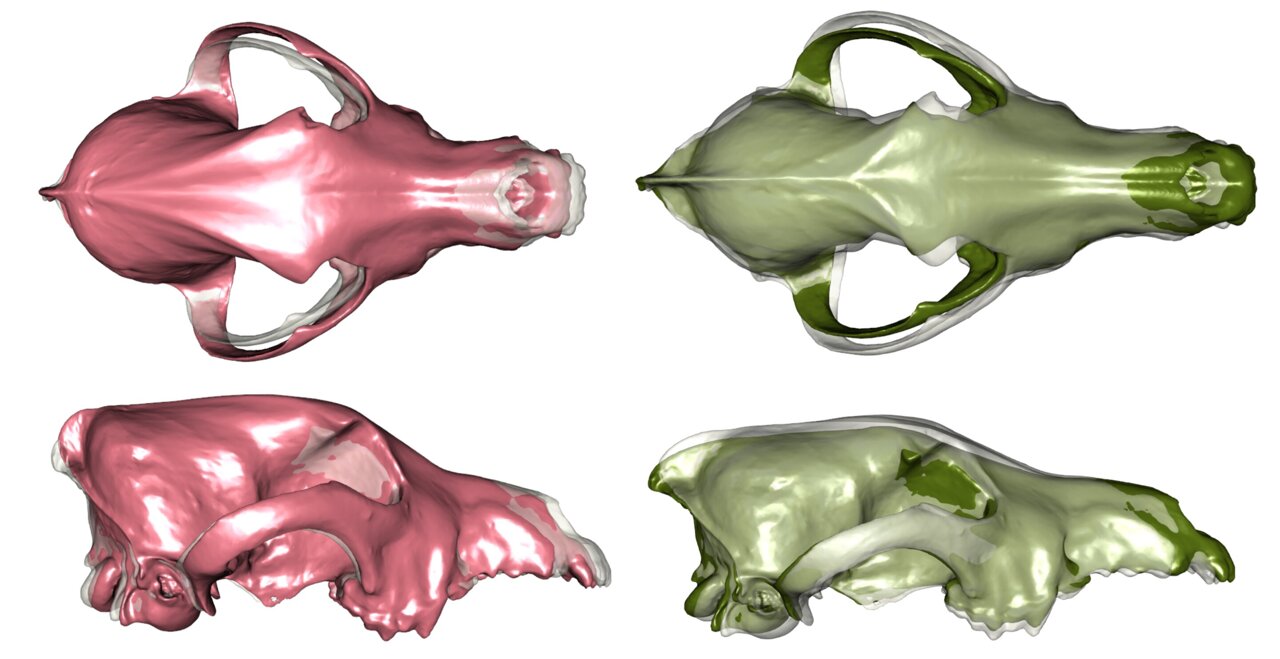 Analysis reveals extensive dog diversity millennia before modern ...