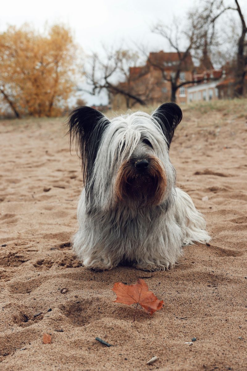 Say Goodbye To 10 Beloved Dog Breeds Before They Vanish Forever