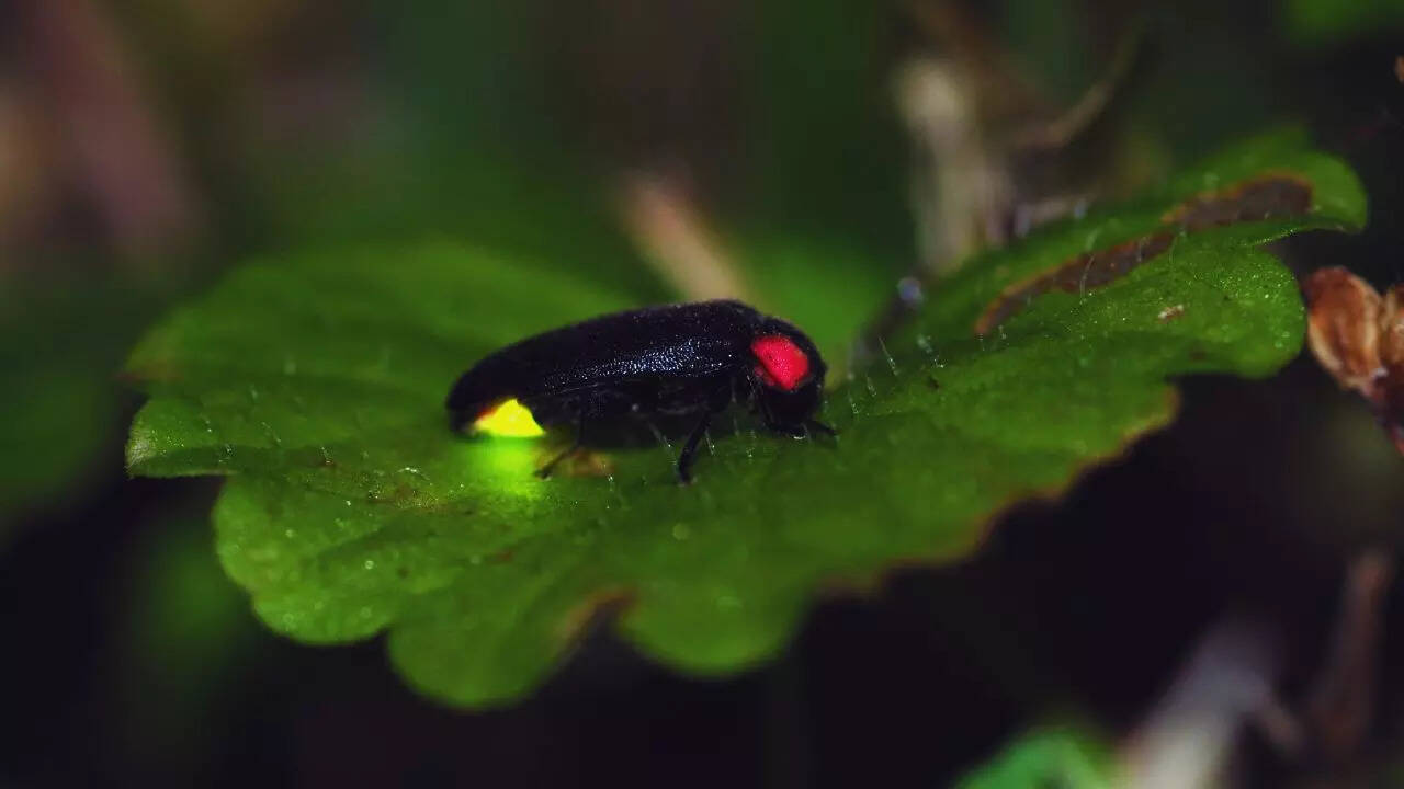 Top 5 national parks in the U.S. to see fireflies before they’re gone ...