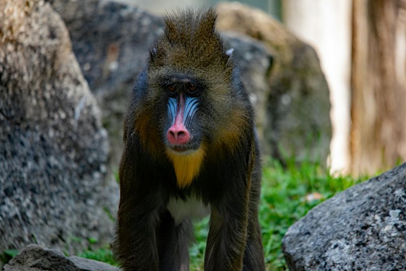 9 Colorful Animals In Our Weird, Wild, World
