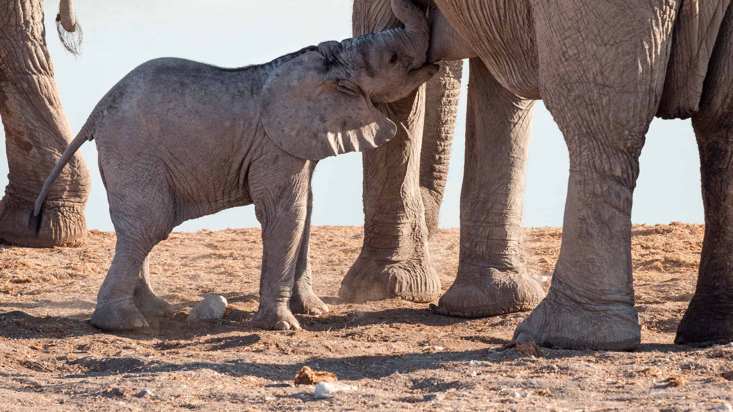 Elephants Show Incredible Acts of Compassion When Herd Members Are in ...