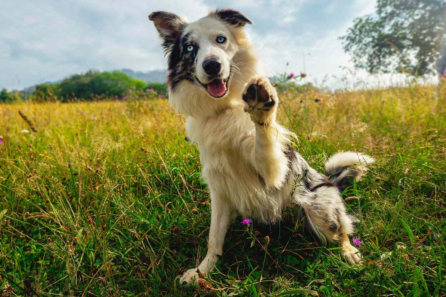 Classic Pet Name Returns to the Top Spot on 2025’s Most Popular Dog ...