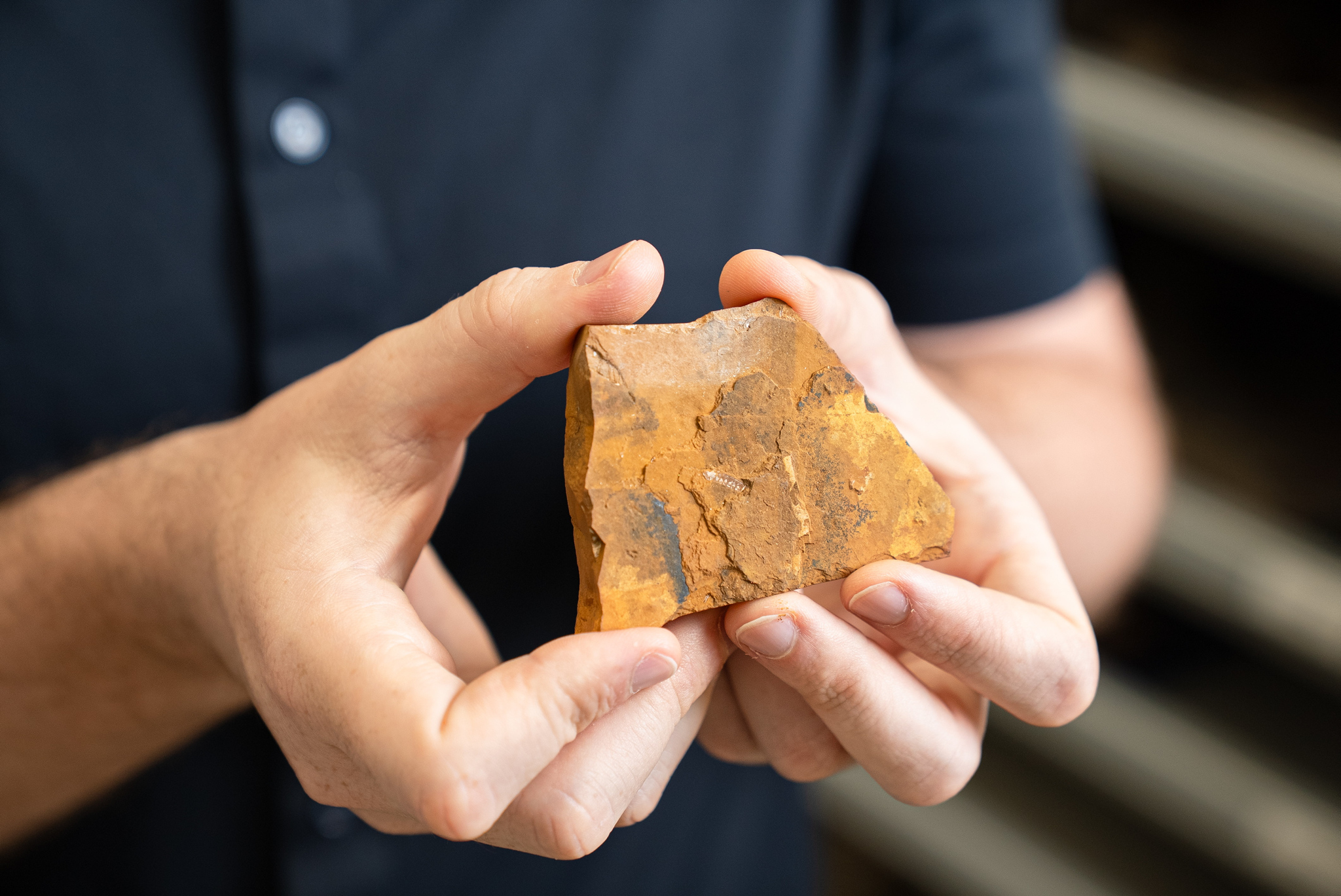 This Amateur Fossil Hunter Discovered a 151-Million-Year-Old Insect—and ...