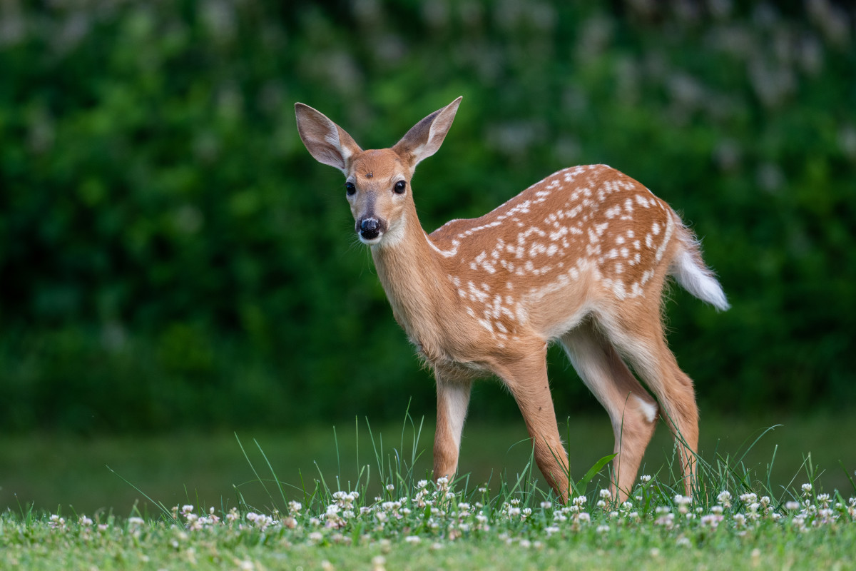 Sweet Man Helps Baby Deer Reunite With Mom in Heartwarming Video