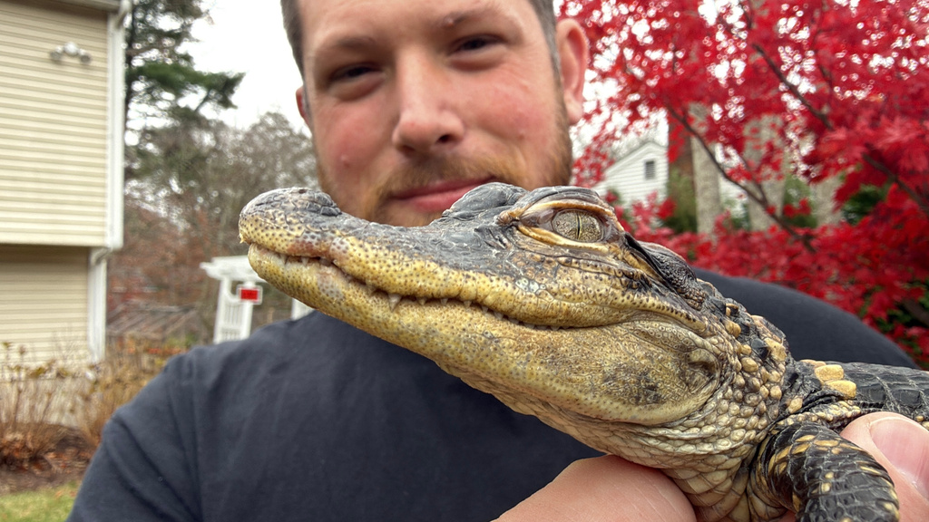 Small alligator rescued in Boston after slithering into the city's ...