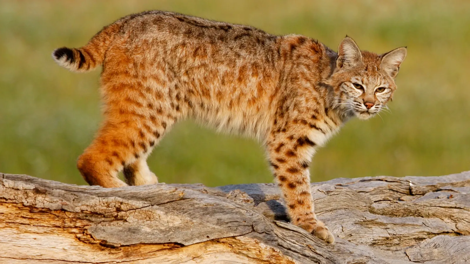 US states where bobcats are more common than you think
