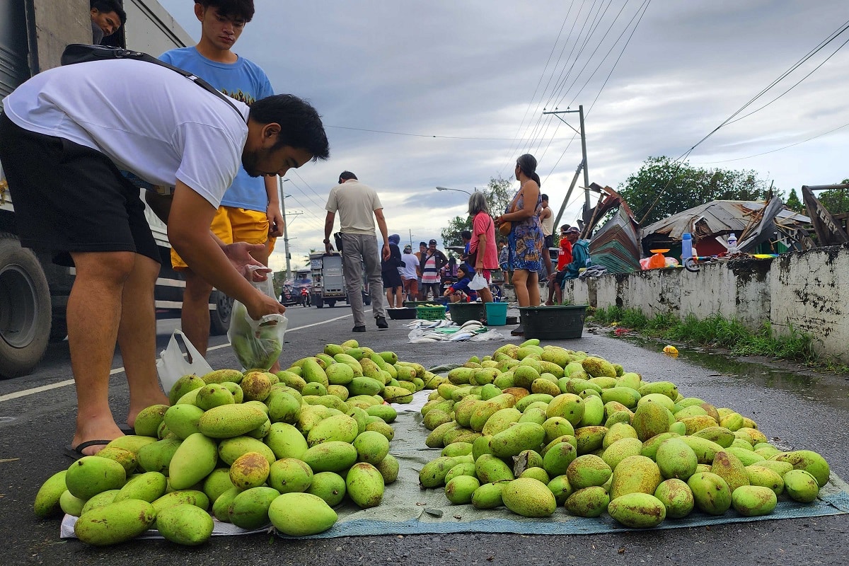 Pangasinan mango growers seek aid over typhoon losses