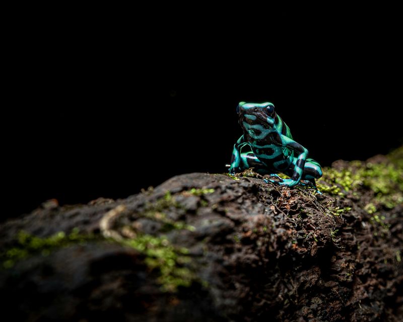 9 Colorful Animals In Our Weird, Wild, World