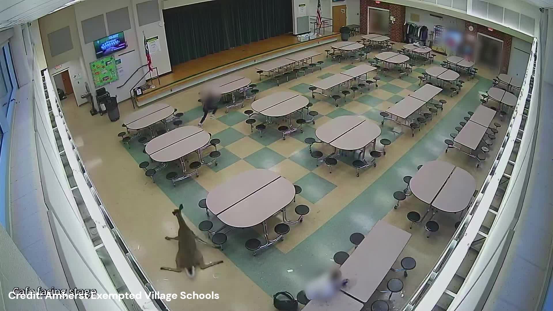 SEE IT: Deer crashes through window into Amherst school cafeteria