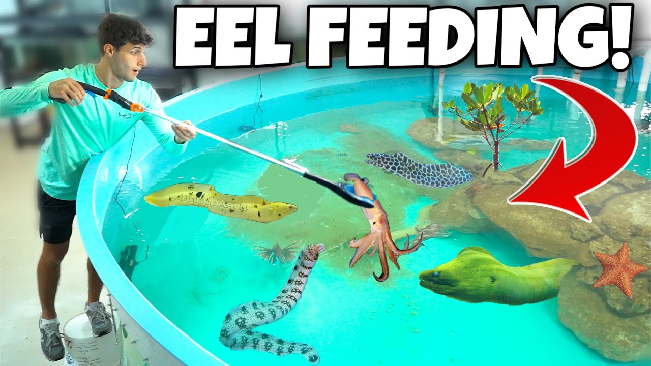 Feeding all my pet moray eels!
