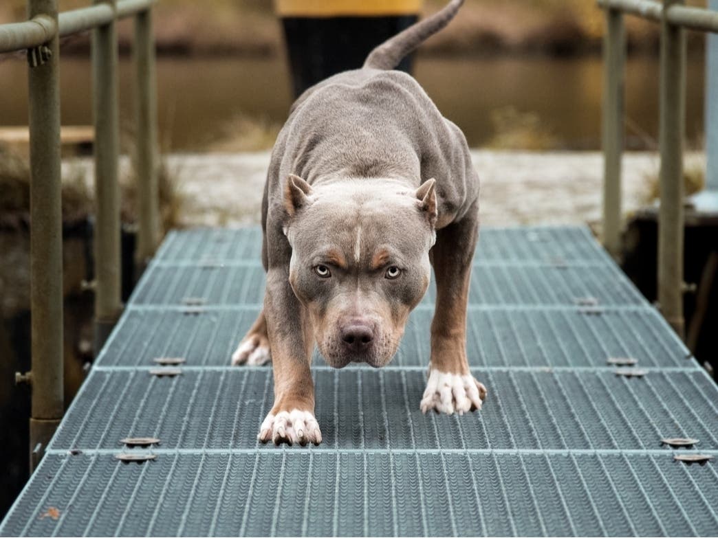 Pitbulls Kill Small Dog, Hurt 70-Year-Old Woman In NJ Attack: Police