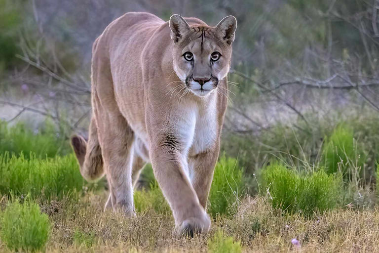 Hikers Survive Close Encounter with Mountain Lion After Spotting Wild ...