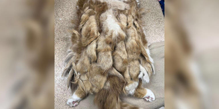 Extremely Matted Cat Living In Basement Is Completely Unrecognizable Now