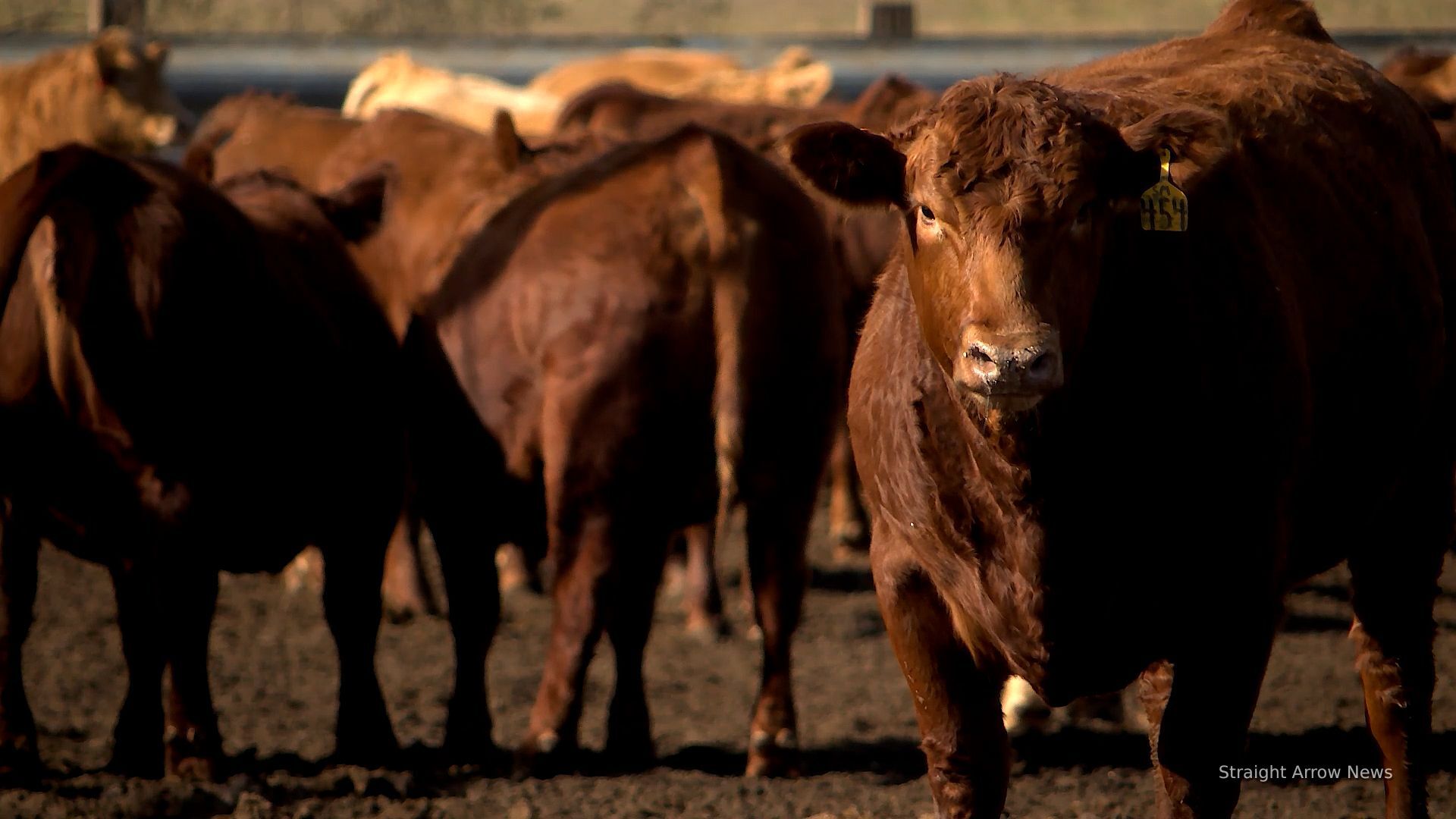 America's appetite for beef grows while cattle supply hits a 70-year low