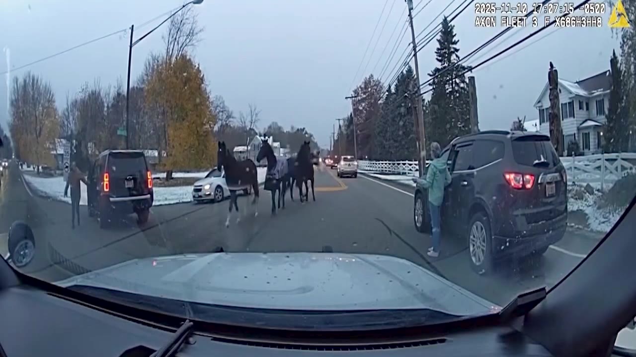 Four horses spotted galloping down main road in North Ridgeville