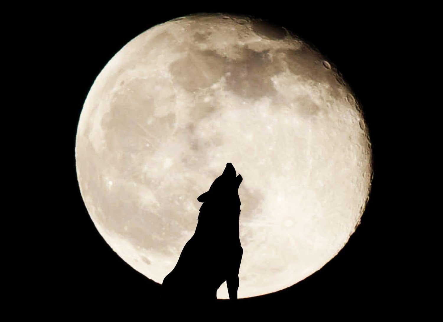 The Best Nocturnal Pets for Night Owls