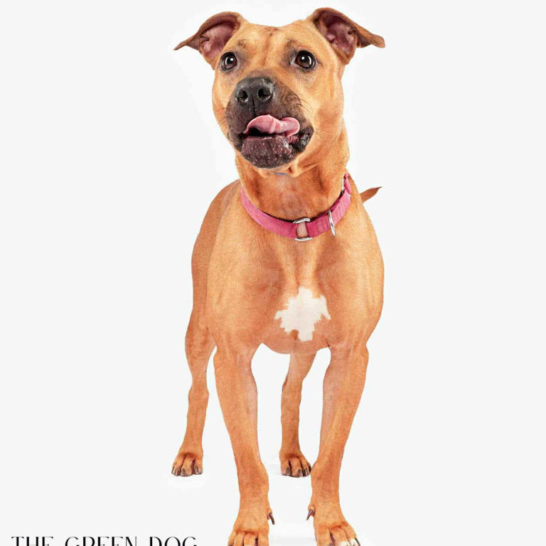 After 661 Days In Shelter, Dog Turns Back To Give Special Shelter ...