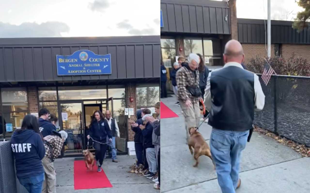 After 661 Days In Shelter, Dog Turns Back To Give Special Shelter ...