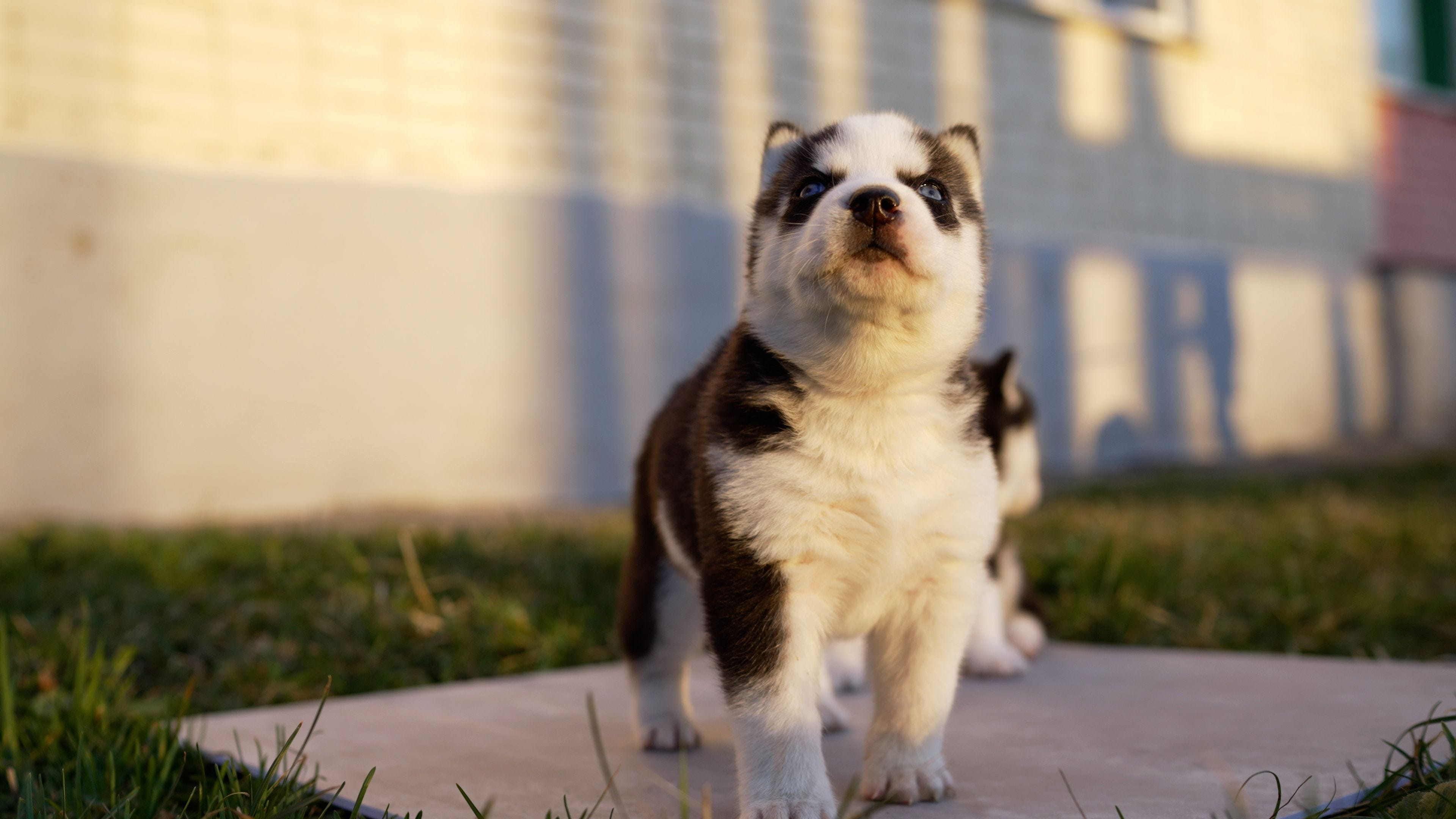 Philly City Council to consider moratorium on backyard dog breeding