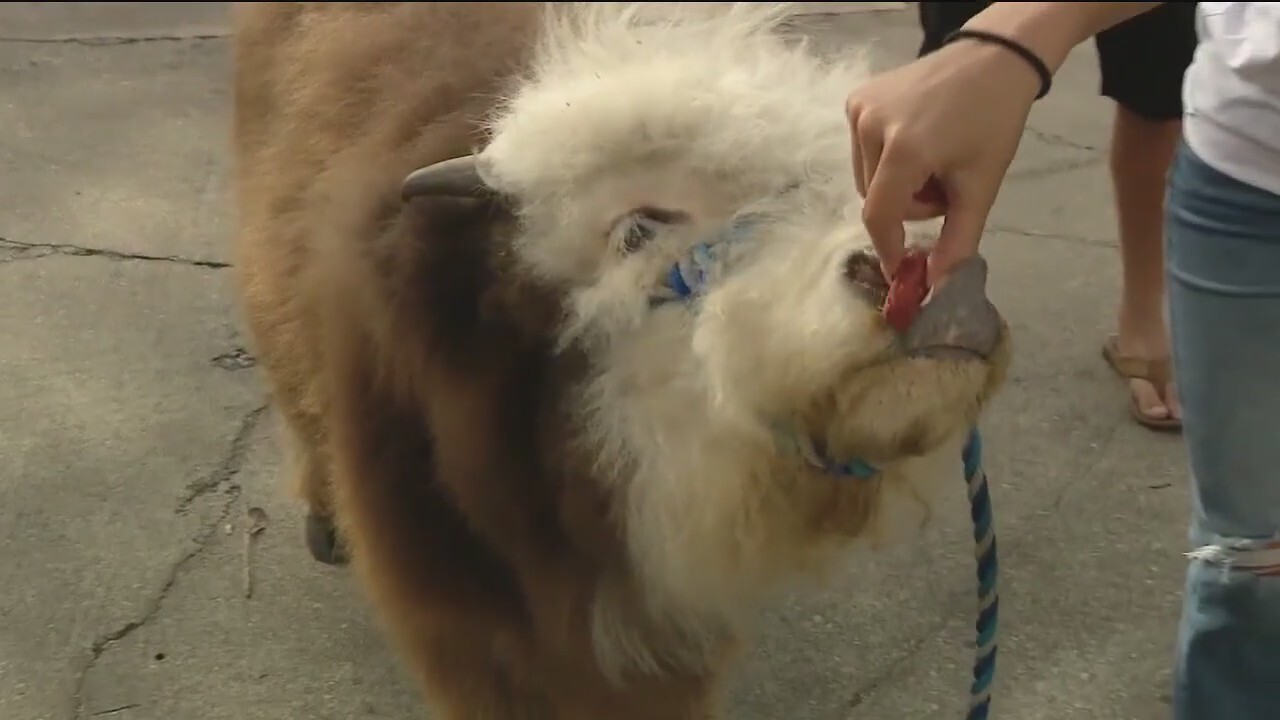 Mini cow 'Jason Moo-Moah' becomes viral sensation