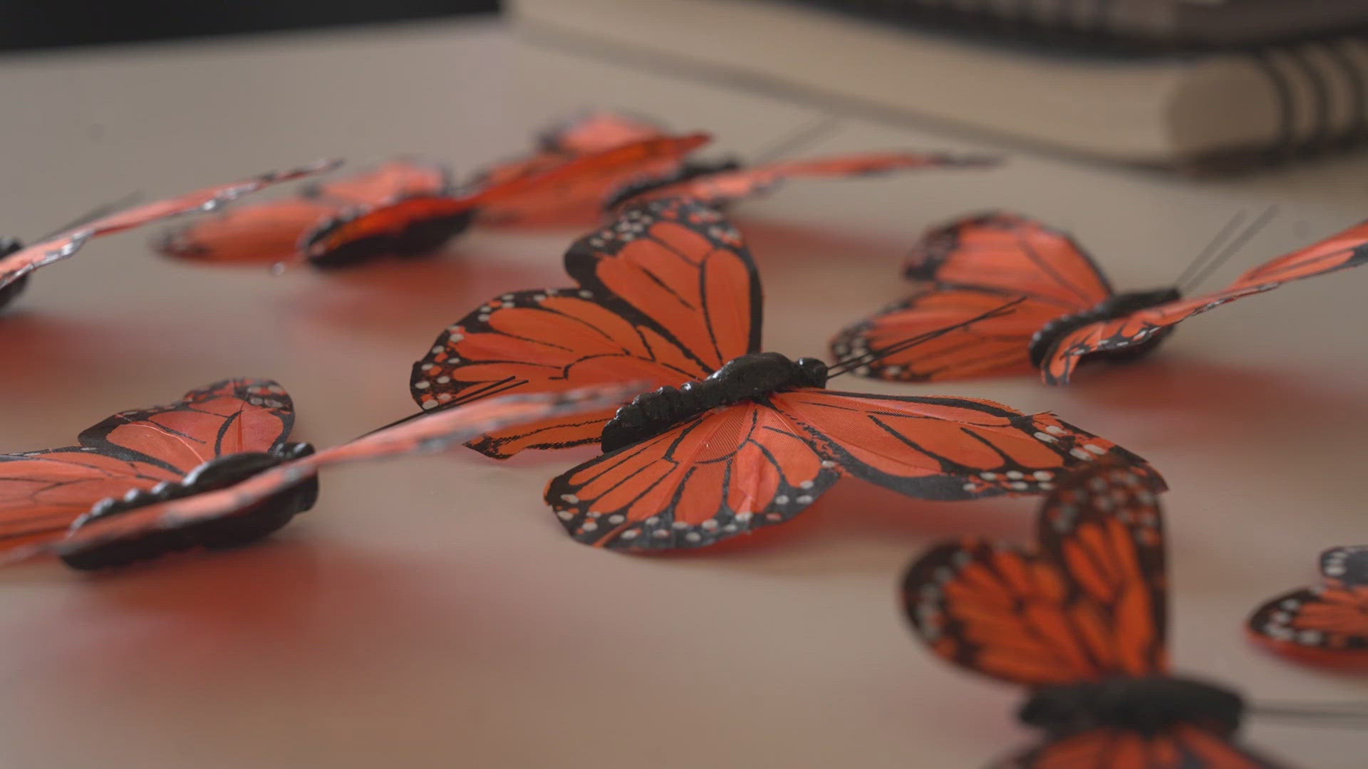 How the monarch butterfly became a symbol of immigration