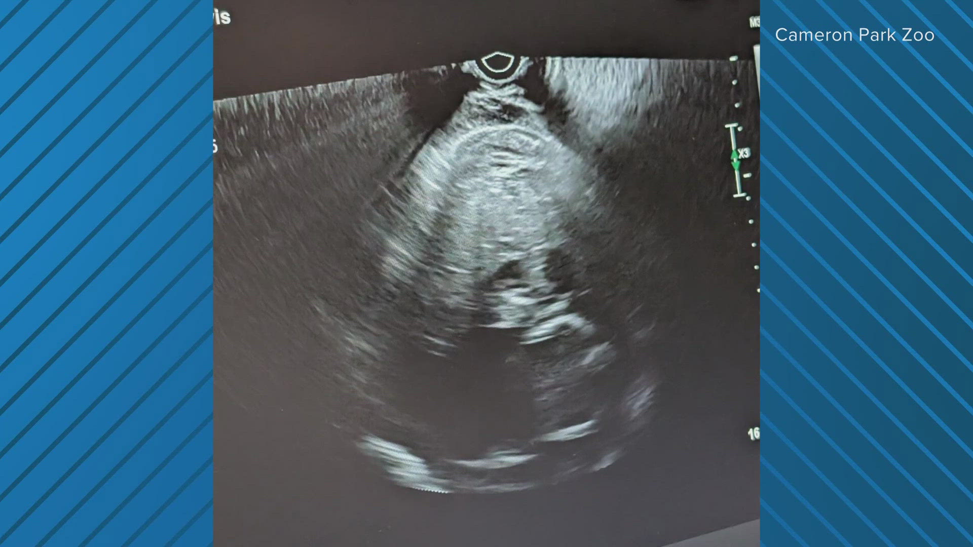 Cameron Park Zoo welcomes baby orangutan!