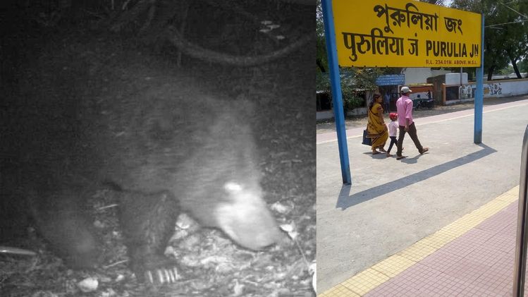 Sloth bears in Purulia forest: পুরুলিয়ার জঙ্গলে রয়েছে ৪টি ভাল্লুক, এই ...