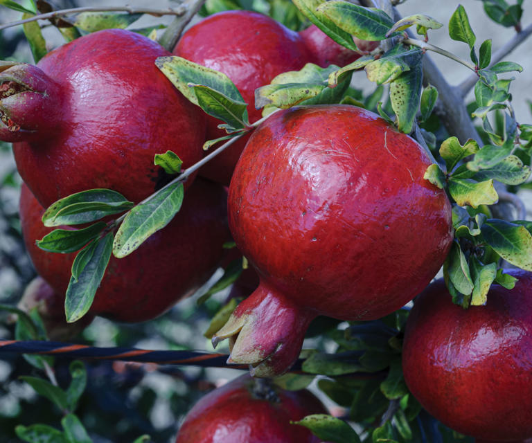 What's your birth month fruit tree? Discover all 12