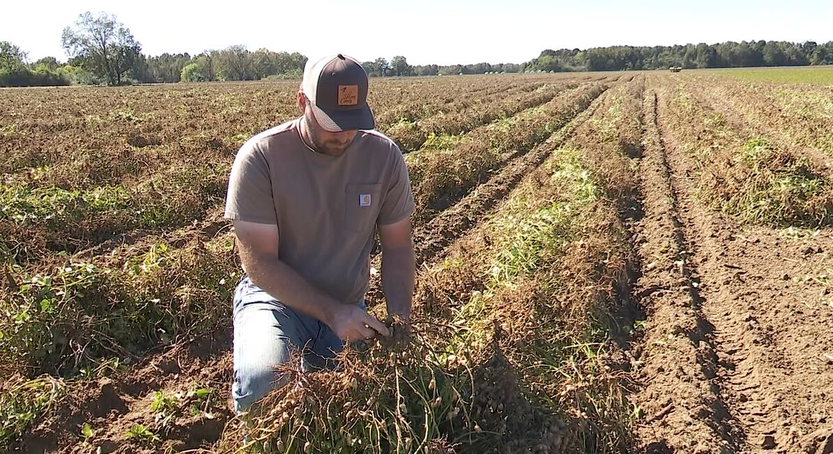 Young farmers face mounting financial barriers to enter agriculture
