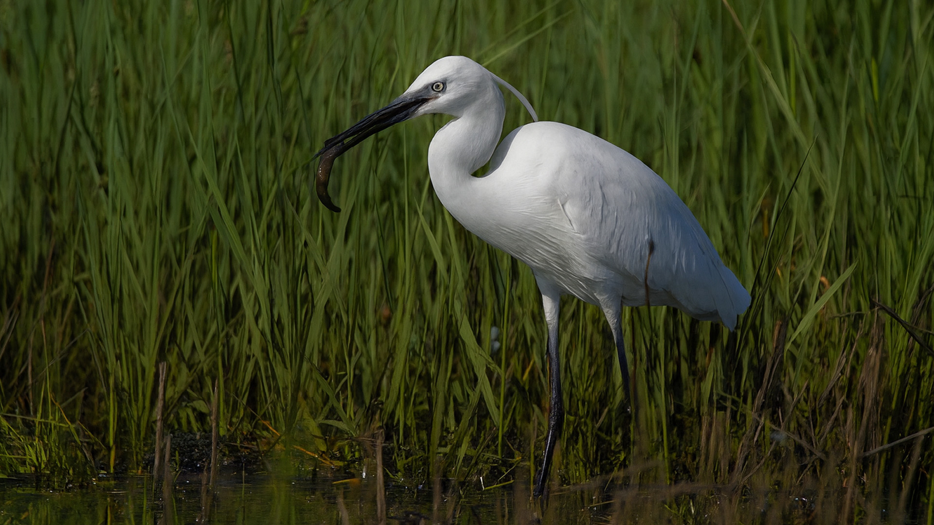 Beetle Larvae Become Prey for the Little Egret