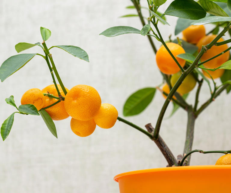 What's your birth month fruit tree? Discover all 12