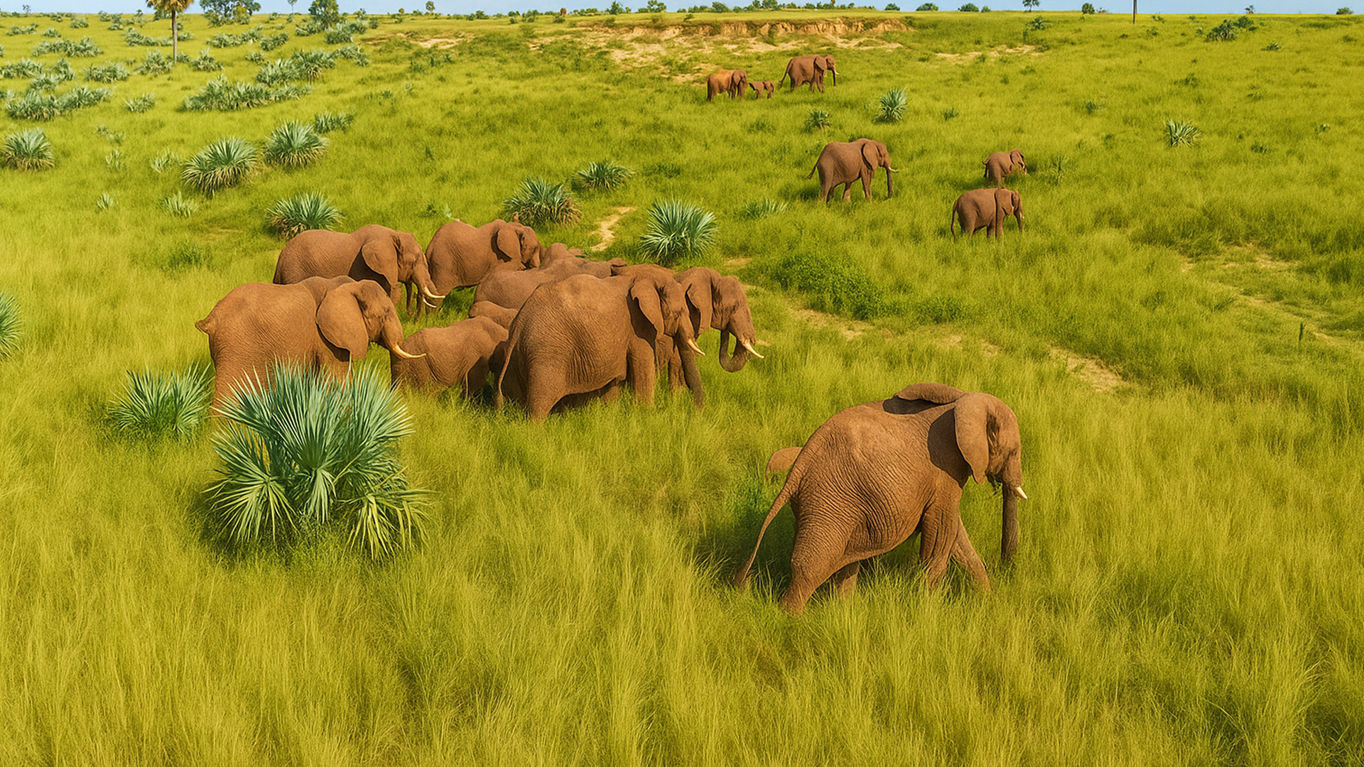 The African Savanna Is Their Home